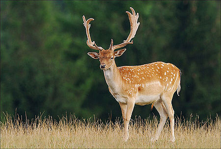 (PPT) PODNEBÍ EVROPY - DOKUMEN.TIPS