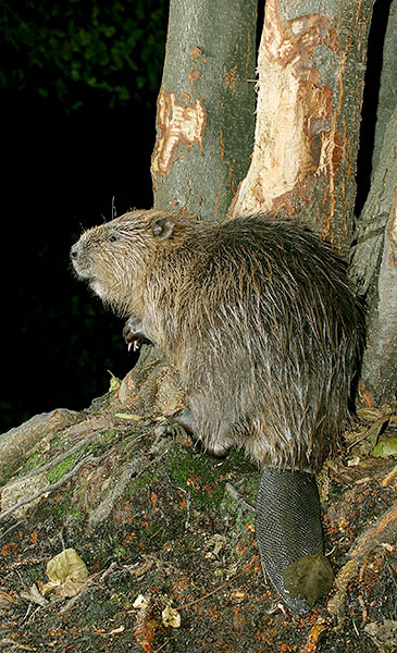 Fotografování bobrů v Čechách | FotoAparát.cz