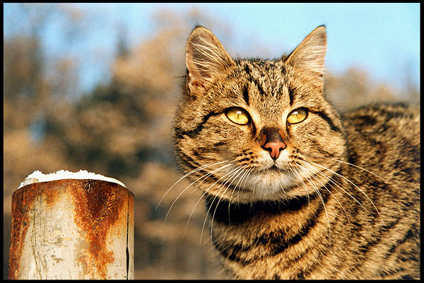 Mourek II. | FotoAparát.cz