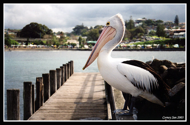 Pelko... | FotoAparát.cz
