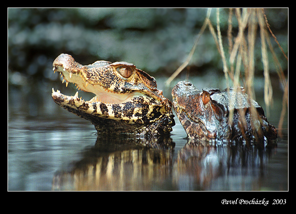 Kajmani | FotoAparát.cz