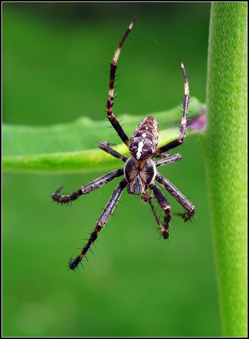 Pavouk | FotoAparát.cz
