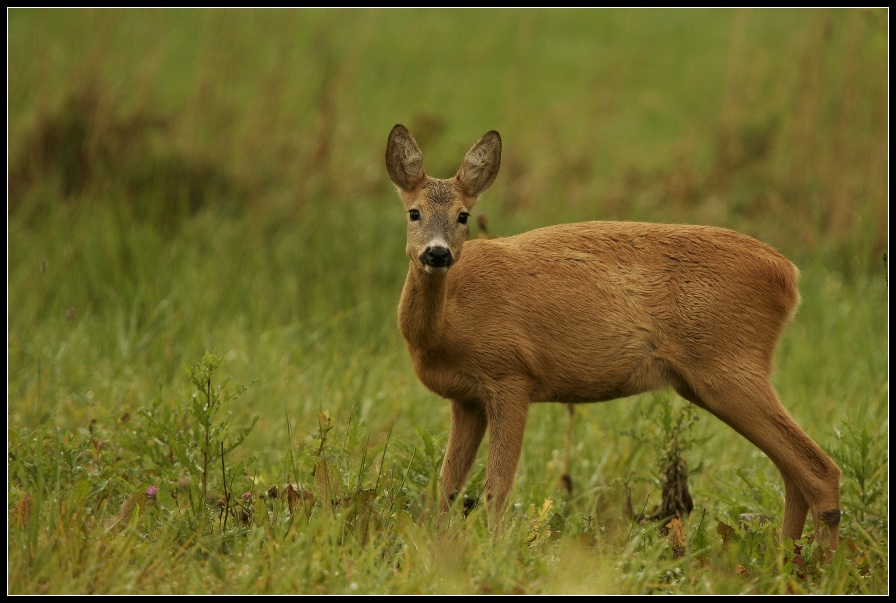 srna obecná | FotoAparát.cz